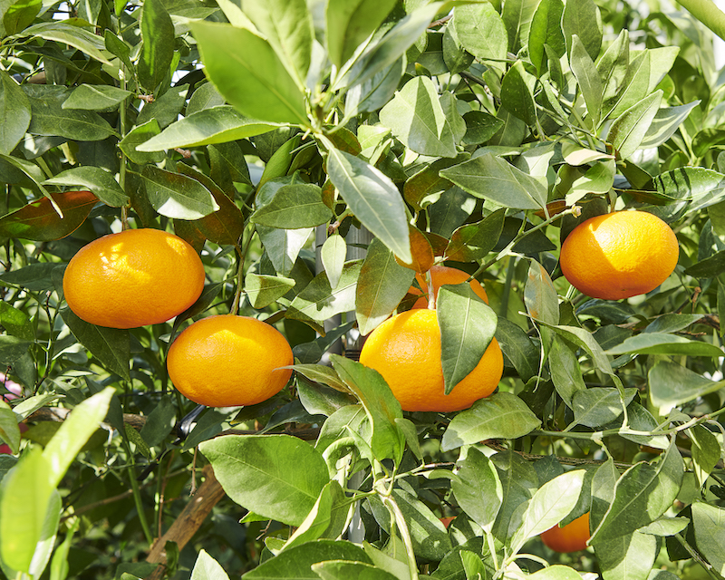 愛媛食材フェア 2024 開催中 - CUCINA ACCI